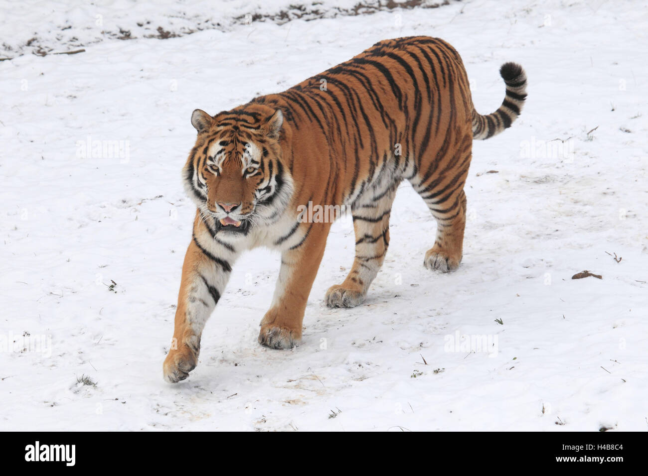 Siberian tiger in winter hi-res stock photography and images - Alamy