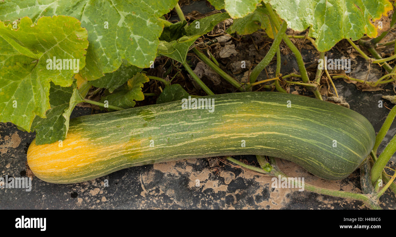 Ripe fancy squash Stock Photo - Alamy