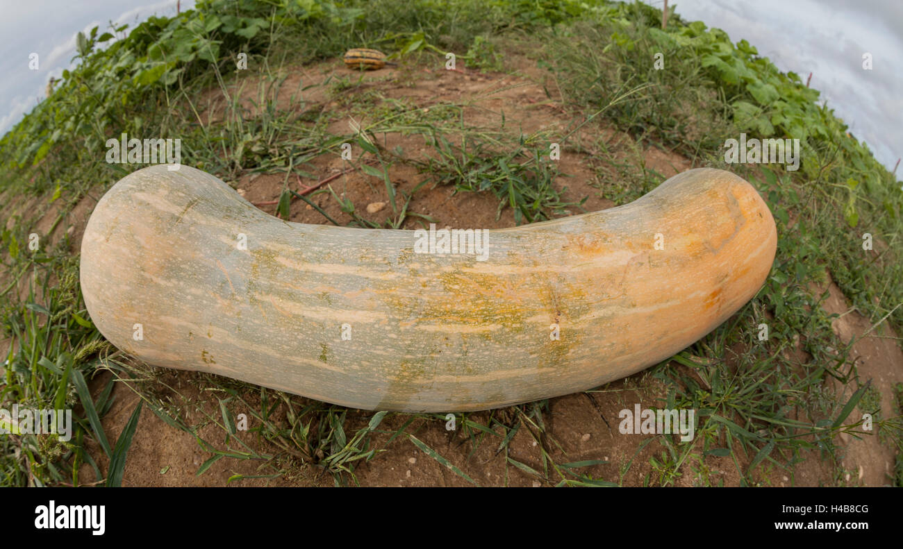 Ripe fancy long squash Stock Photo - Alamy
