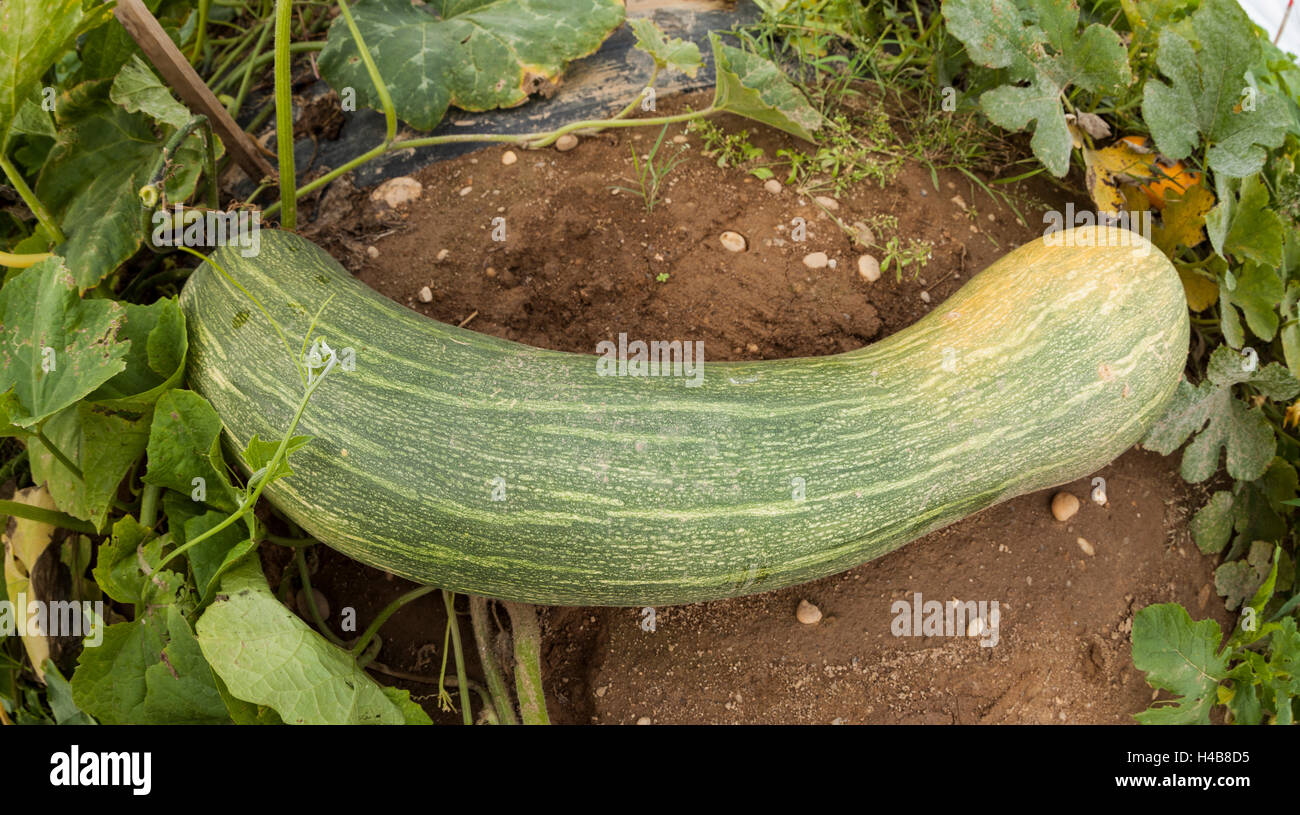 Ripe fancy long squash Stock Photo - Alamy