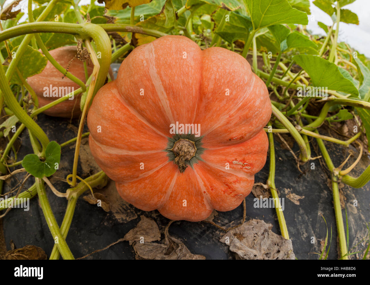 Ripe fancy squash Stock Photo - Alamy