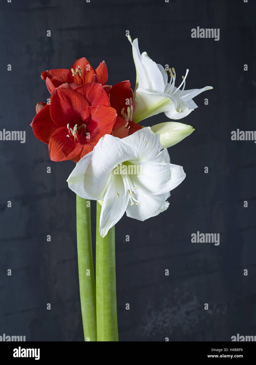 Red and white amaryllis hi-res stock photography and images - Alamy