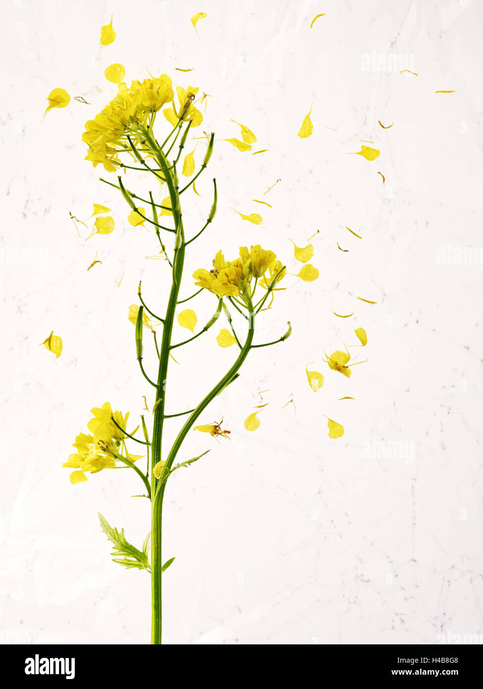 Sinapis alba mustard yellow mustard hi-res stock photography and images ...