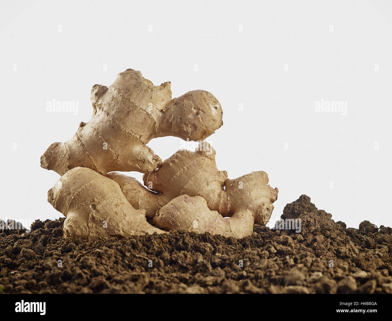 Ginger, ground, brown, nature, harvest, root, ginger root, Zingiber ...