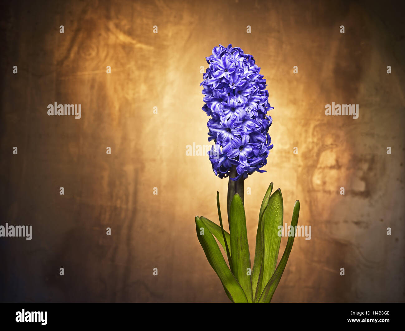 Blue flower bulb hi-res stock photography and images - Alamy
