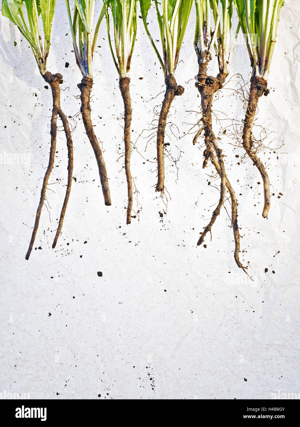 Dandelion, Taraxacum officinale, roots, ground, leaves, green, brown ...