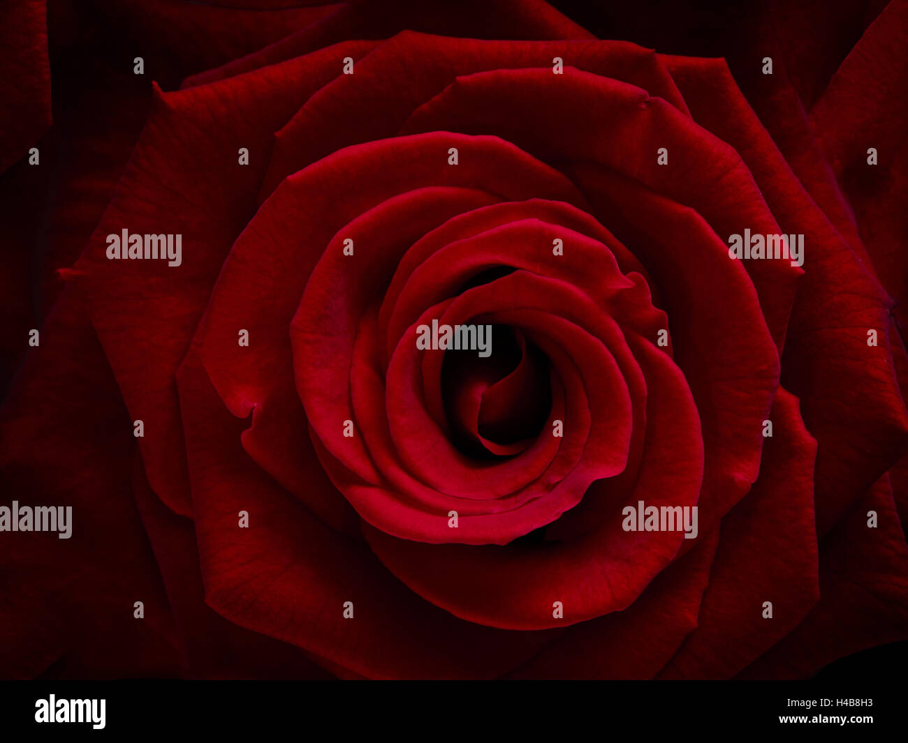 Rose, blossom, red, close-up Stock Photo - Alamy
