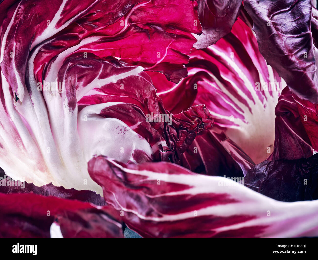 Radicchio, chicory, close-up Stock Photo - Alamy