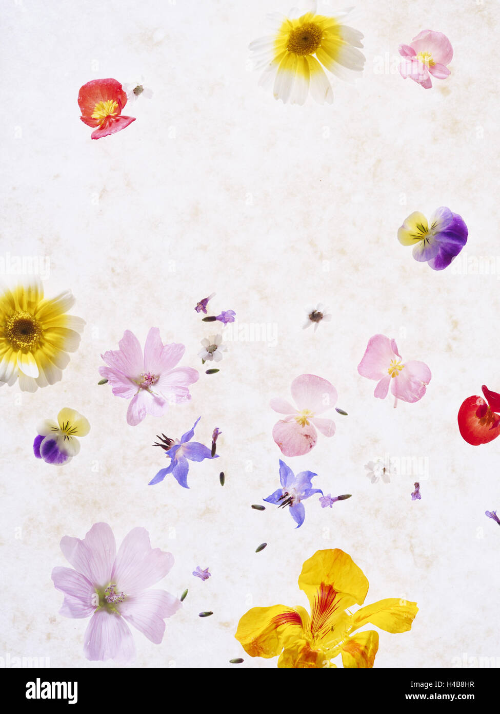 Blossoms, bright, different, still life Stock Photo - Alamy