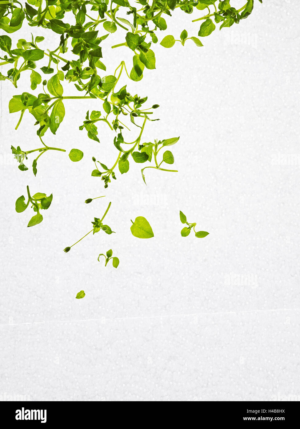 Chickweed, Stellaria media, starweed, leaves, green Stock Photo - Alamy