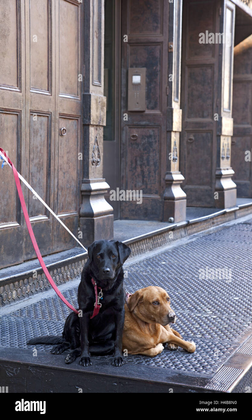 USA, New York City, city, dogs, sidewalk Stock Photo - Alamy
