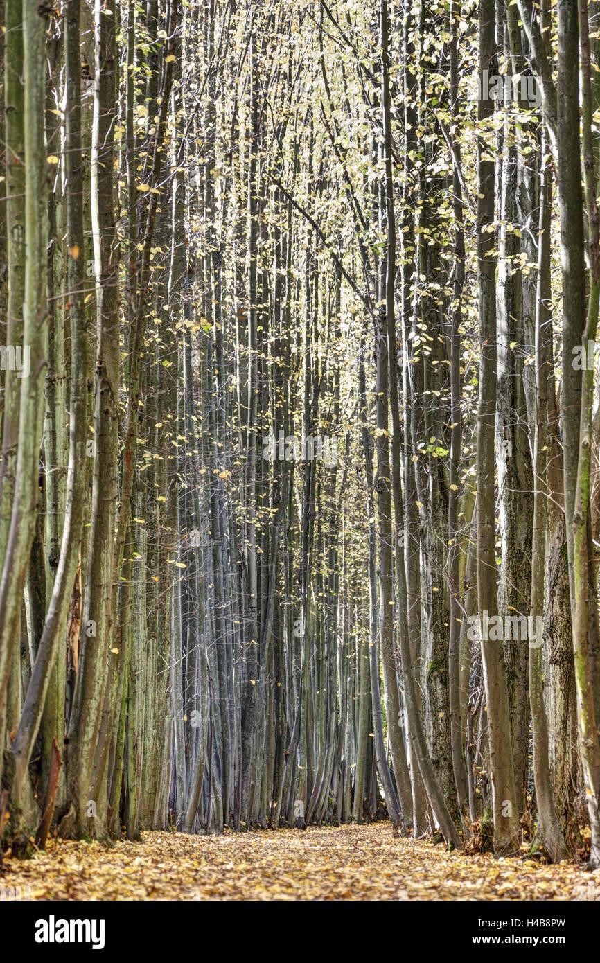 Avenue trees hi-res stock photography and images - Alamy