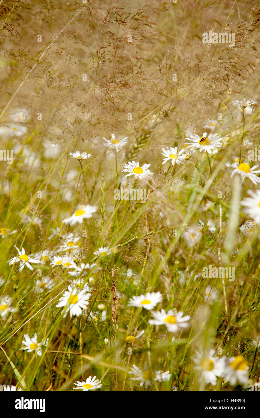 Potpourri Flowers High Resolution Stock Photography and Images - Alamy