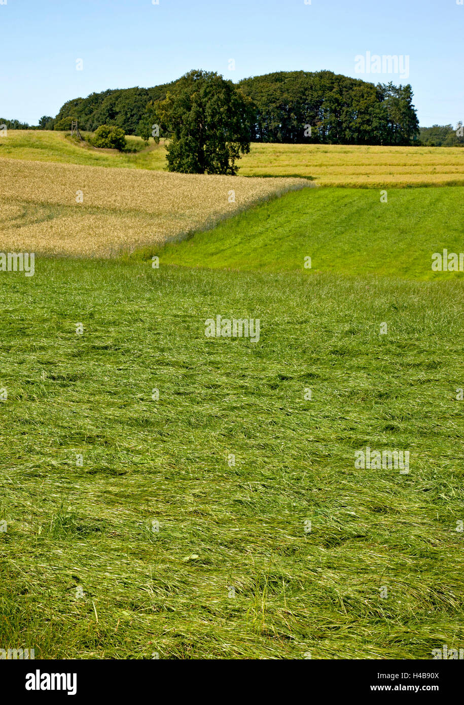 Field, grain field, agriculture, scenery Stock Photo - Alamy