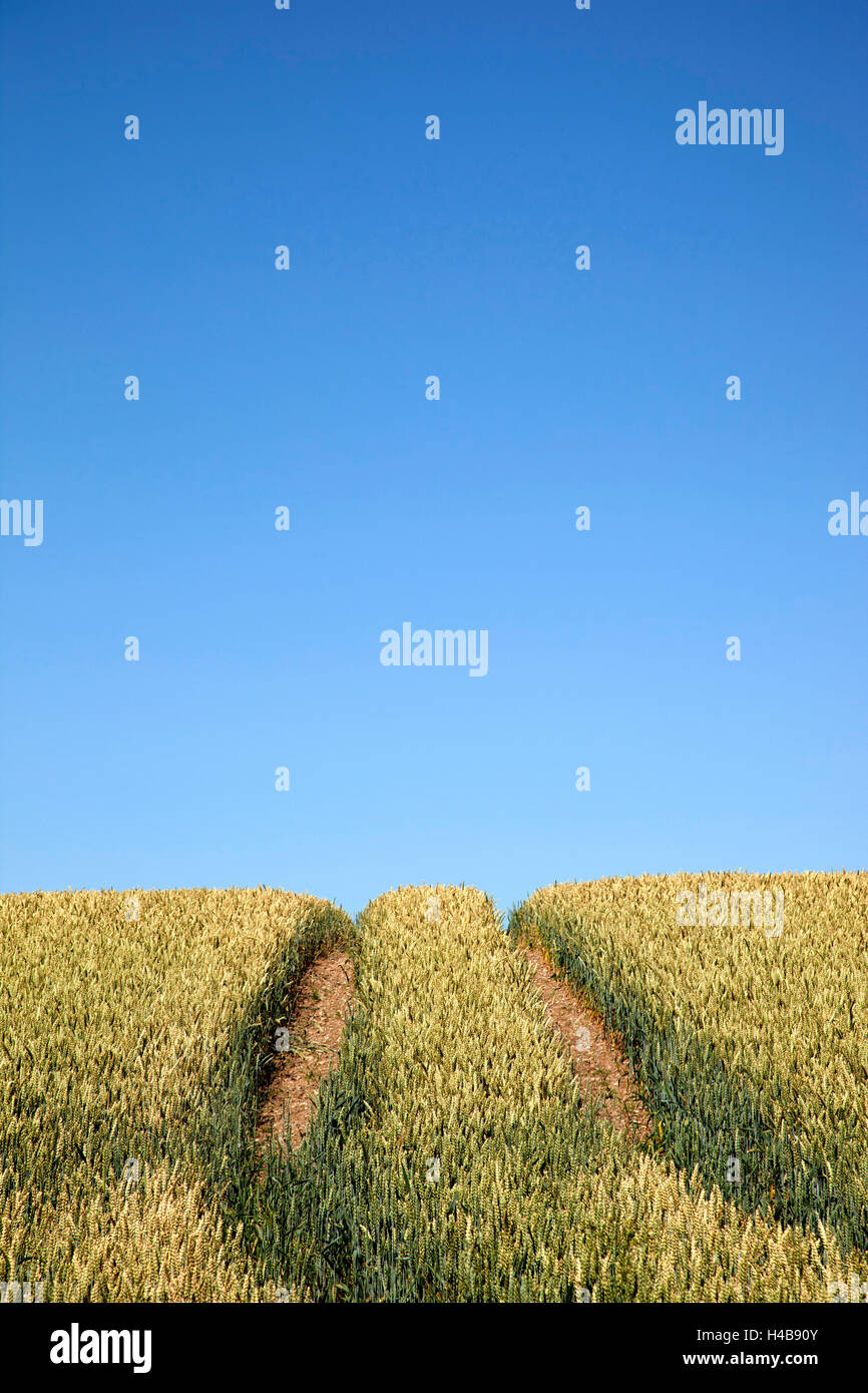 Field, grain field, agriculture, rye Stock Photo - Alamy