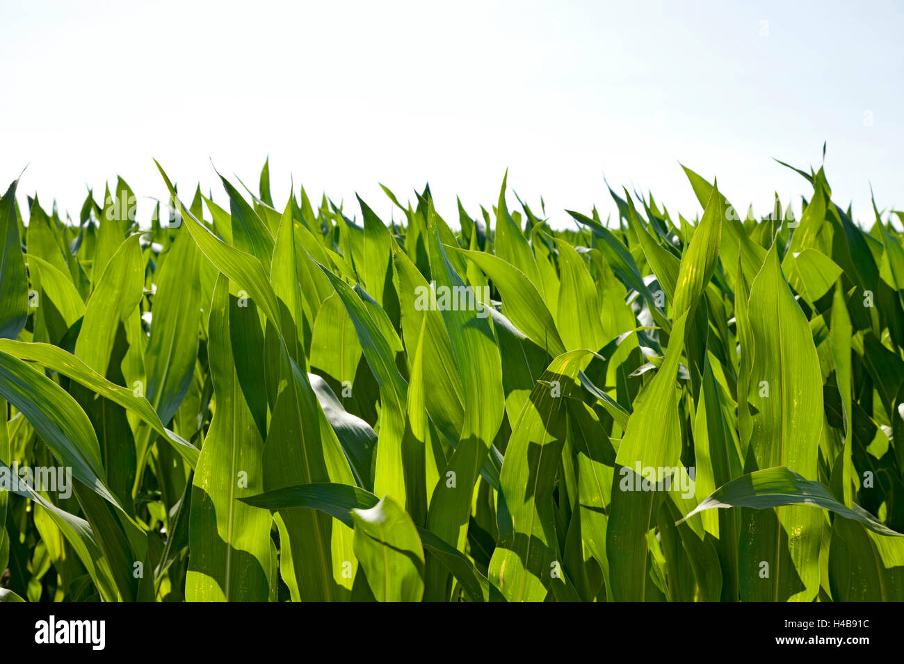 Field, maize, agriculture, corn field Stock Photo - Alamy