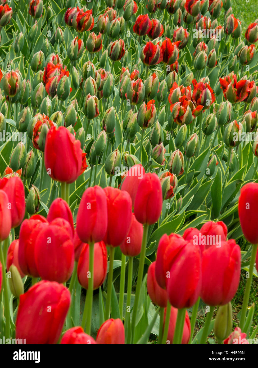Istanbul In Spring High Resolution Stock Photography and Images - Alamy