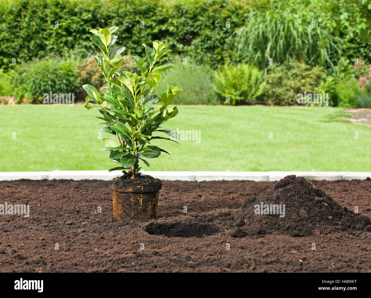 Cherry laurel hedge hi-res stock photography and images - Alamy