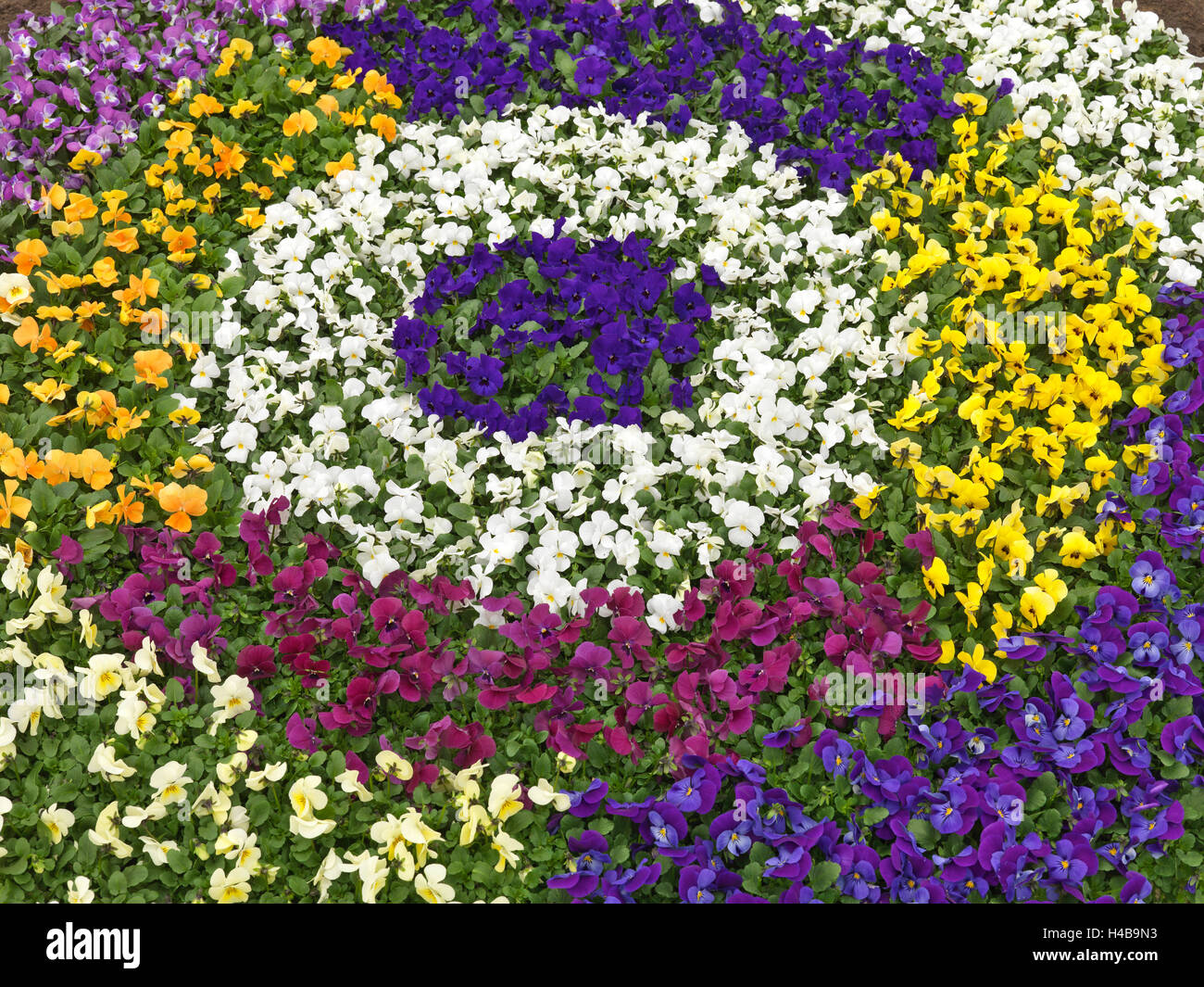 Viola cornuta horned violet hi-res stock photography and images - Alamy