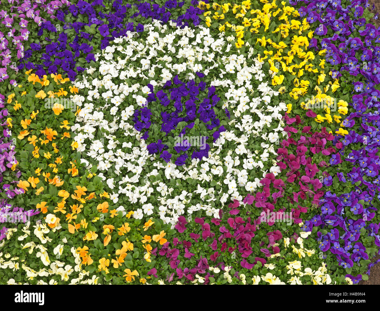 Viola cornuta horned violet hi-res stock photography and images - Alamy