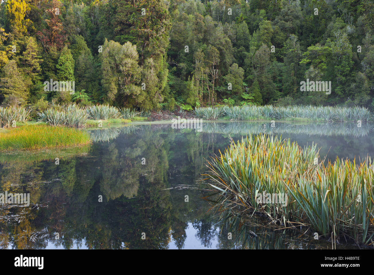 Lake Matheson, west Coast, south Island, New Zealand Stock Photo - Alamy