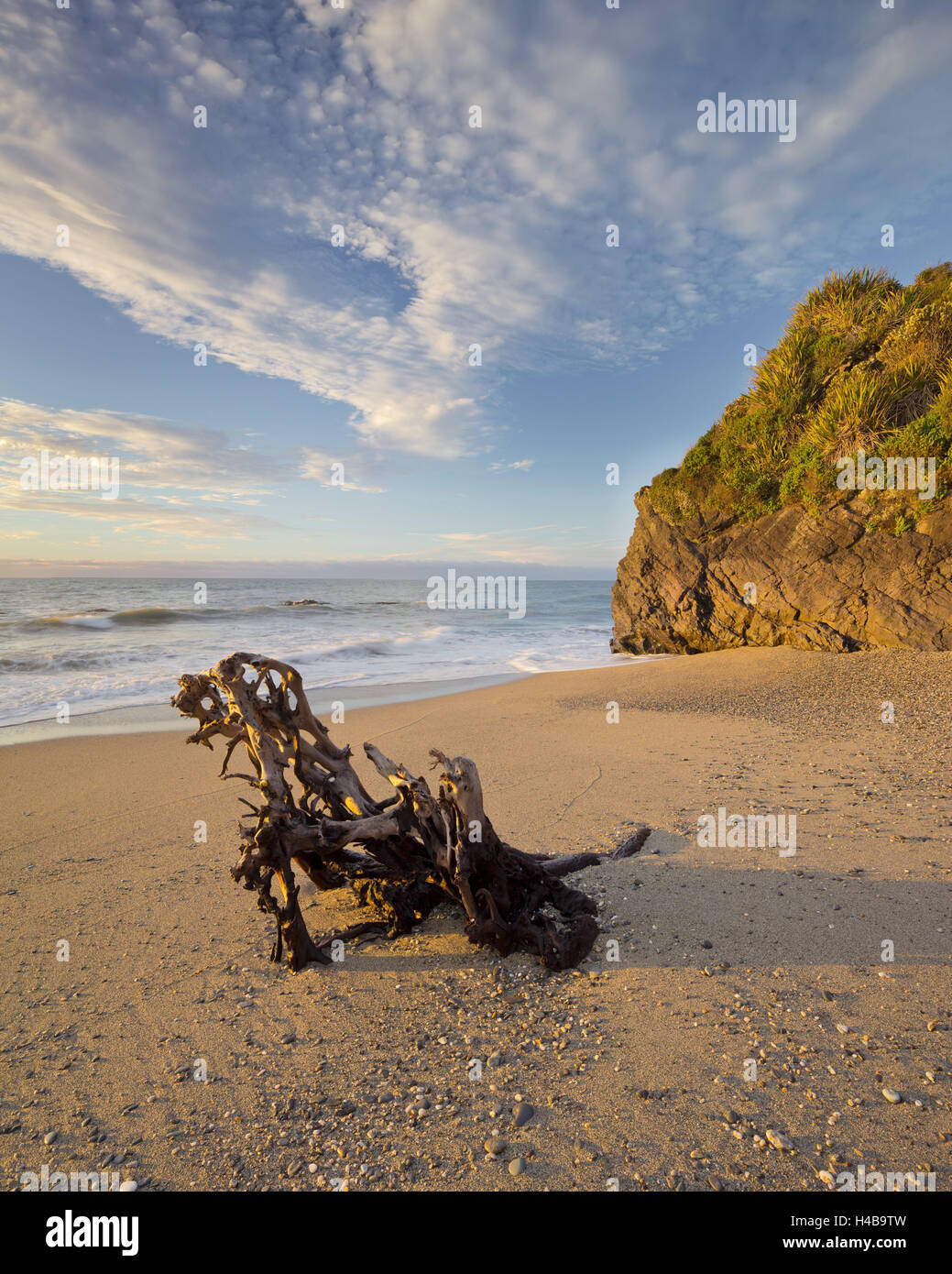Tree stump on the beach, Ship Creek, west Coast, Tasman Sea, south ...
