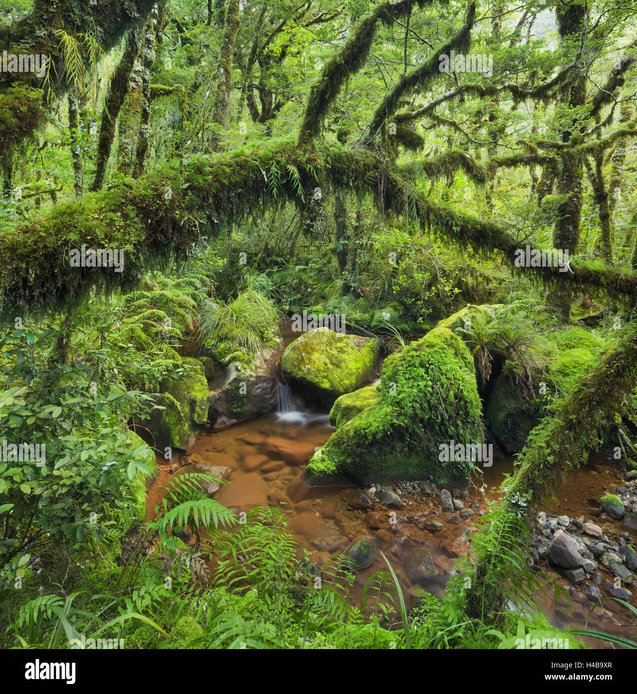 Wood, ferns, moss, brook, Fiordland National Park, Southland, south ...