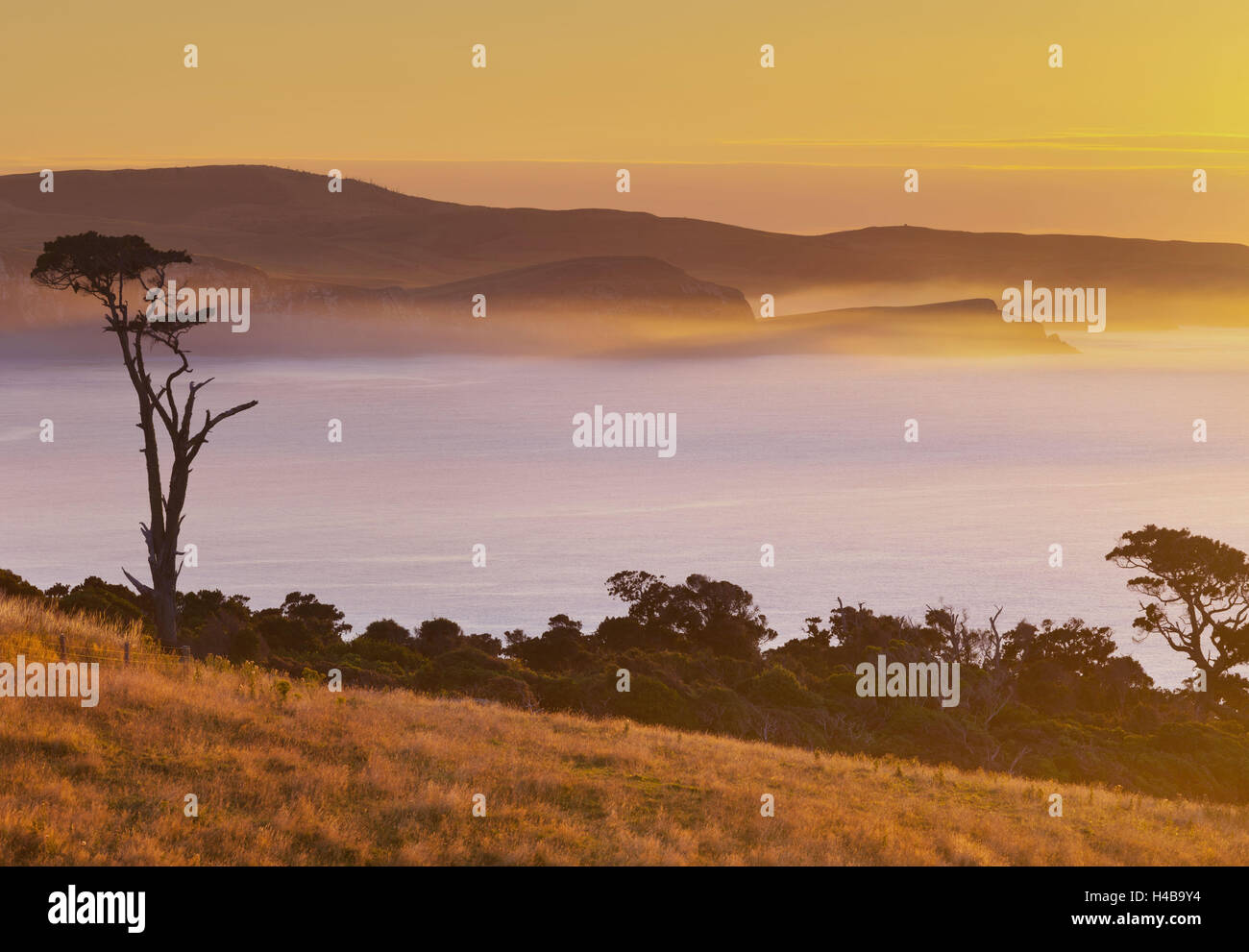 Coast, morning mood, Tahakopa Bay, Papatowai, Catlins, Otago, south ...