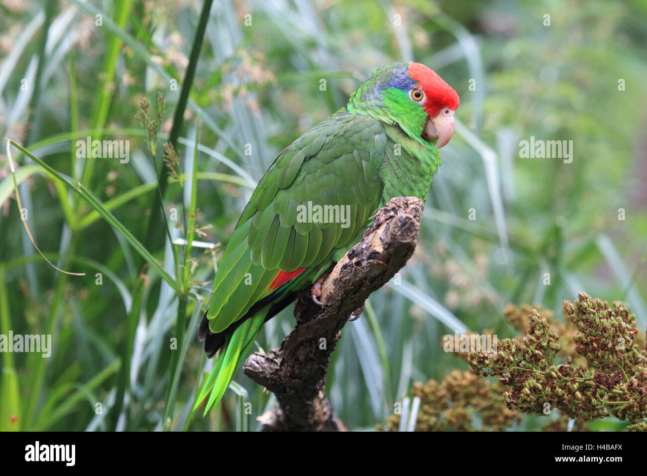 Red-crowned amazon looking from a tree hole Amazona viridigenalis Stock ...