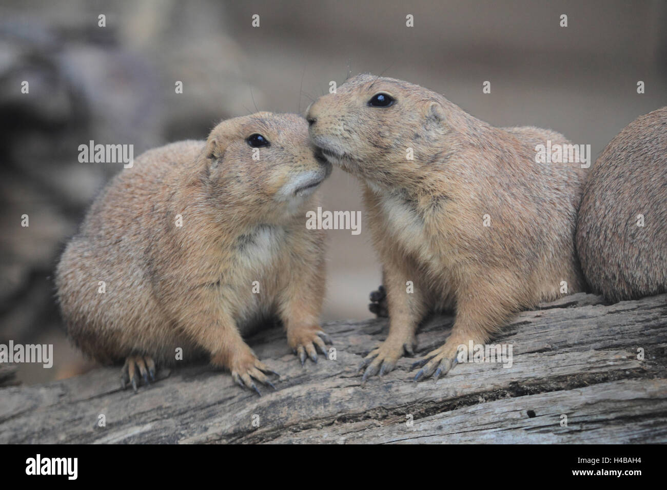 Prairie Dogs Kissing Gif