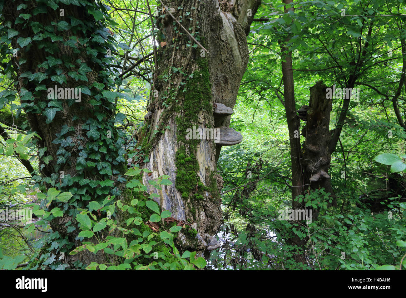 Meadow scenery in summer Stock Photo - Alamy