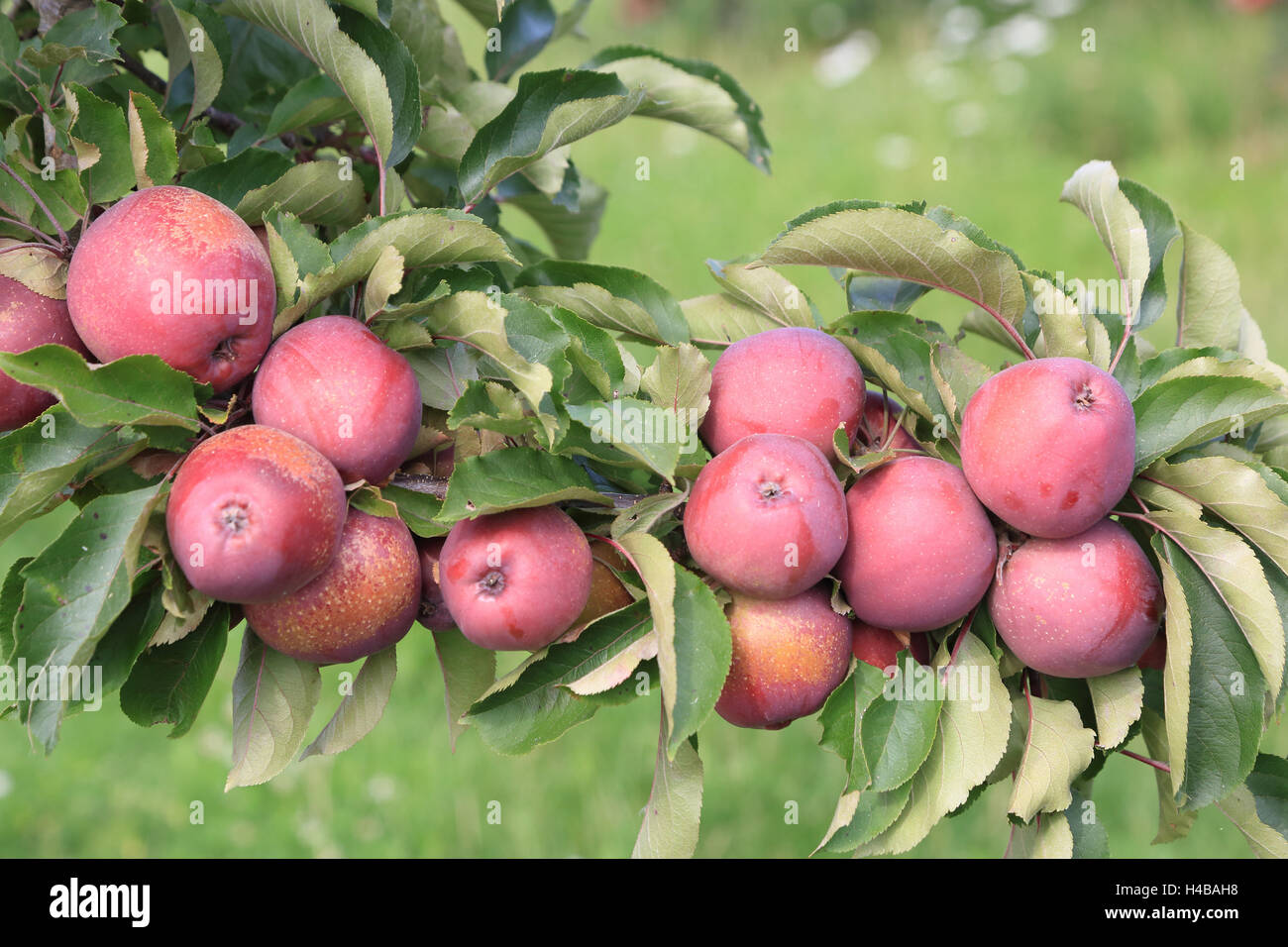 Apple tree fork hi-res stock photography and images - Alamy
