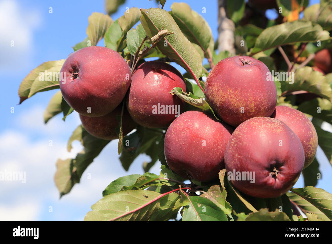 Apples malus domestica apple tree hi-res stock photography and images ...