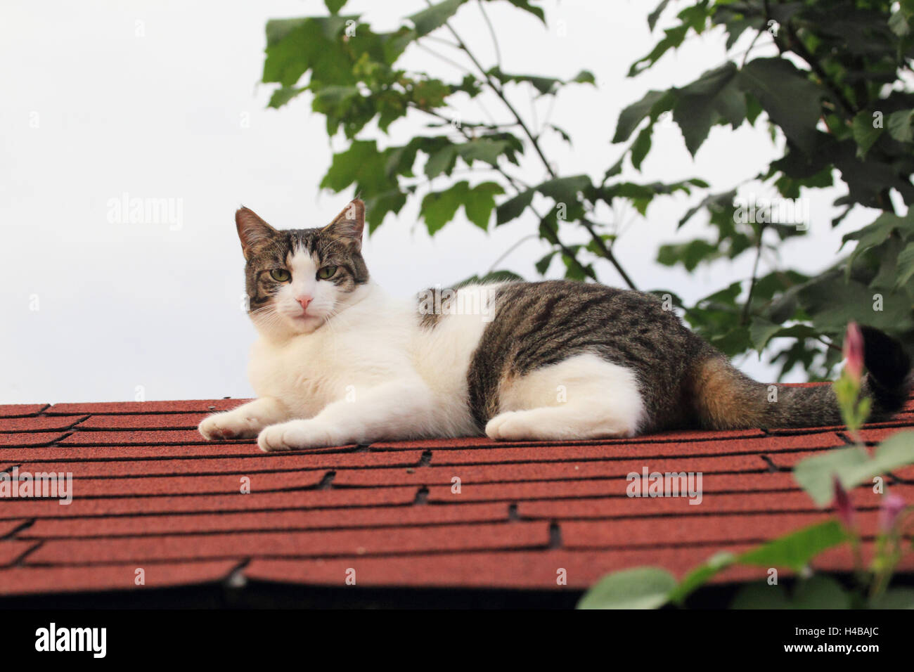 Cat roof house hi-res stock photography and images - Alamy