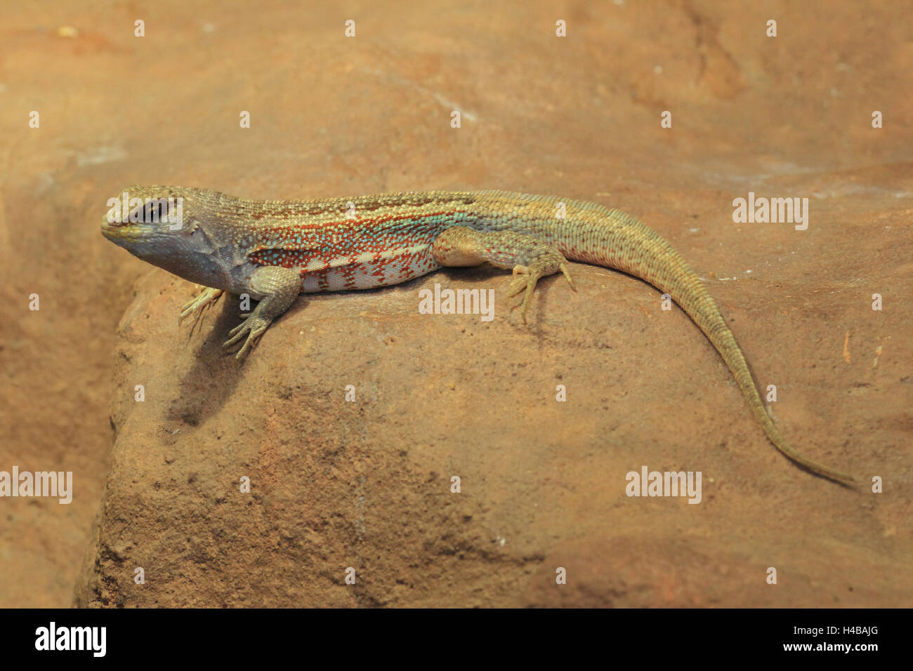 Red sided curly tailed lizard hi-res stock photography and images - Alamy