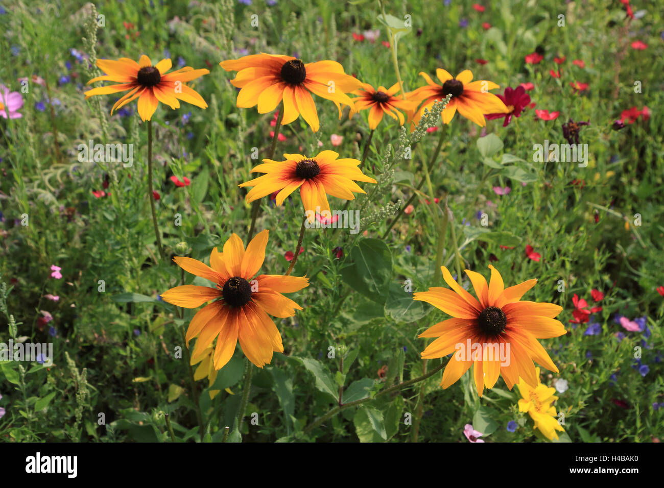 Flower meadow in summer Stock Photo - Alamy