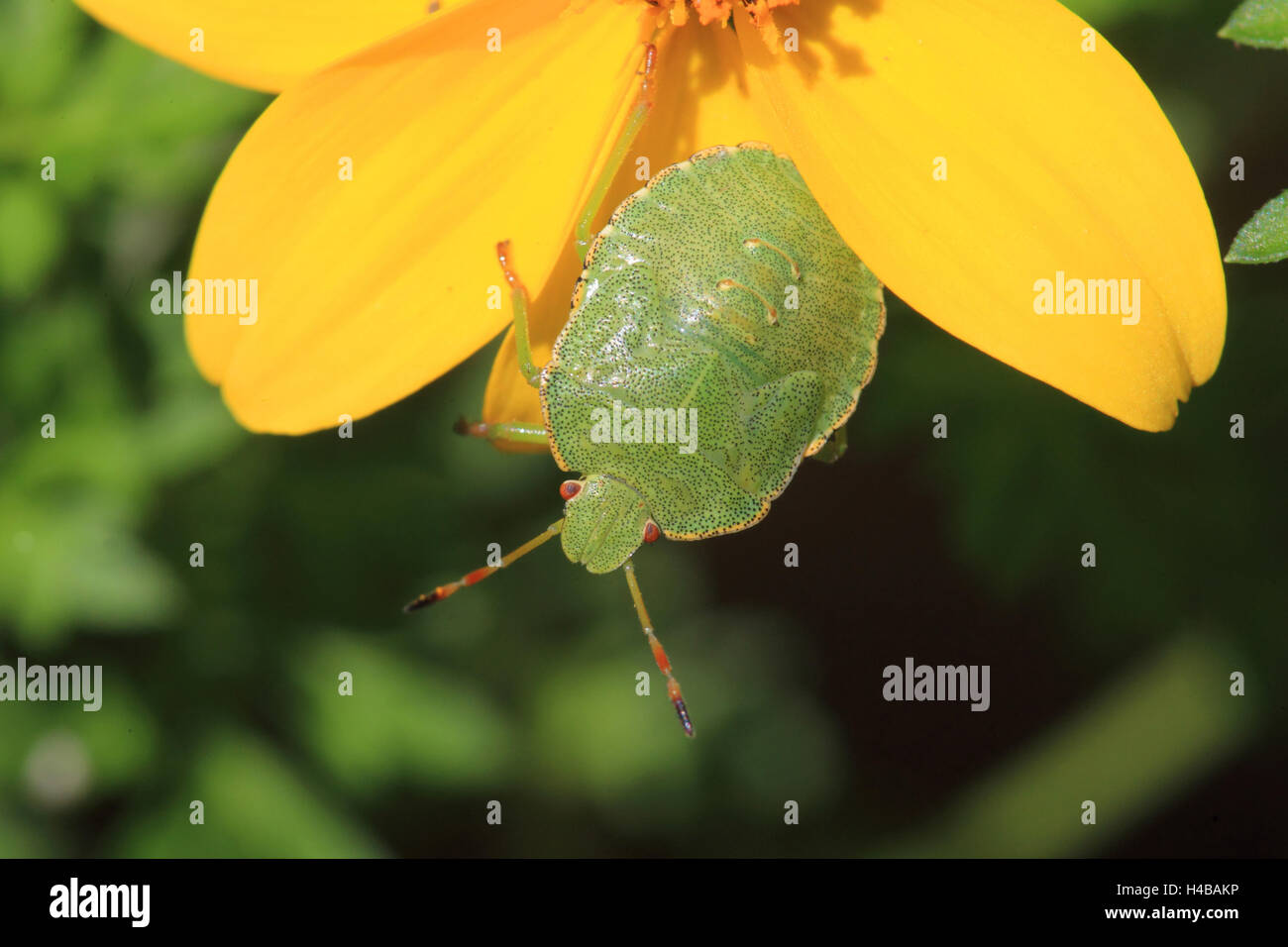 Southern green stink bug, Nezara viridula Stock Photo - Alamy Southern green stink bug, Nezara viridula Stock Photo - Alamy
