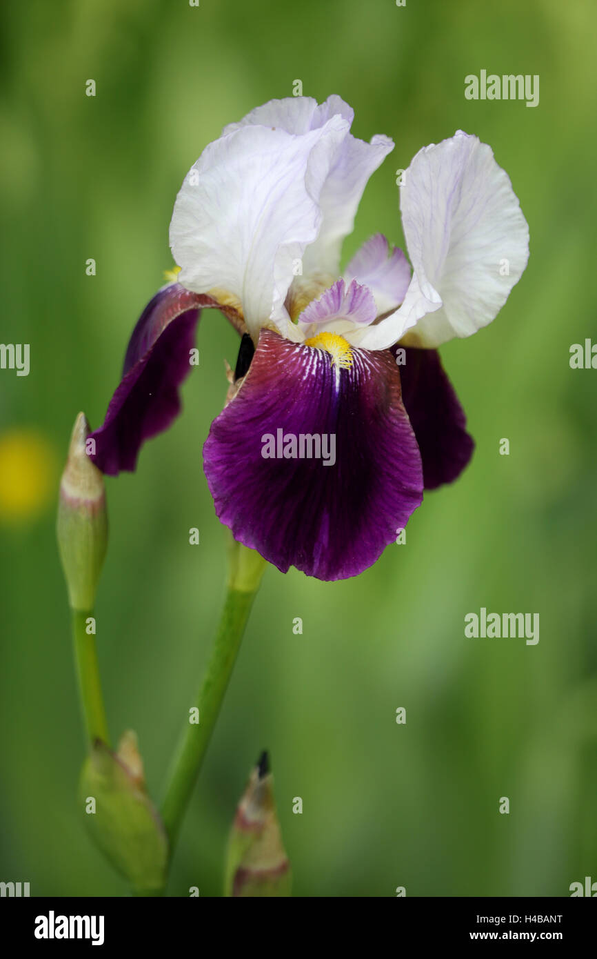 German iris, iris germanica Stock Photo - Alamy