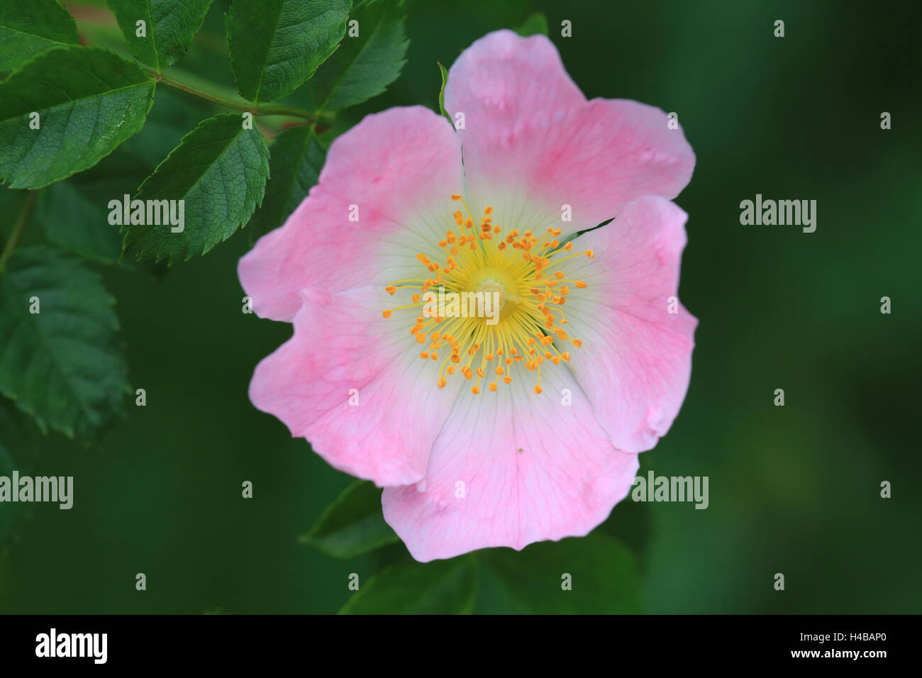 Alpine rose hi-res stock photography and images - Alamy