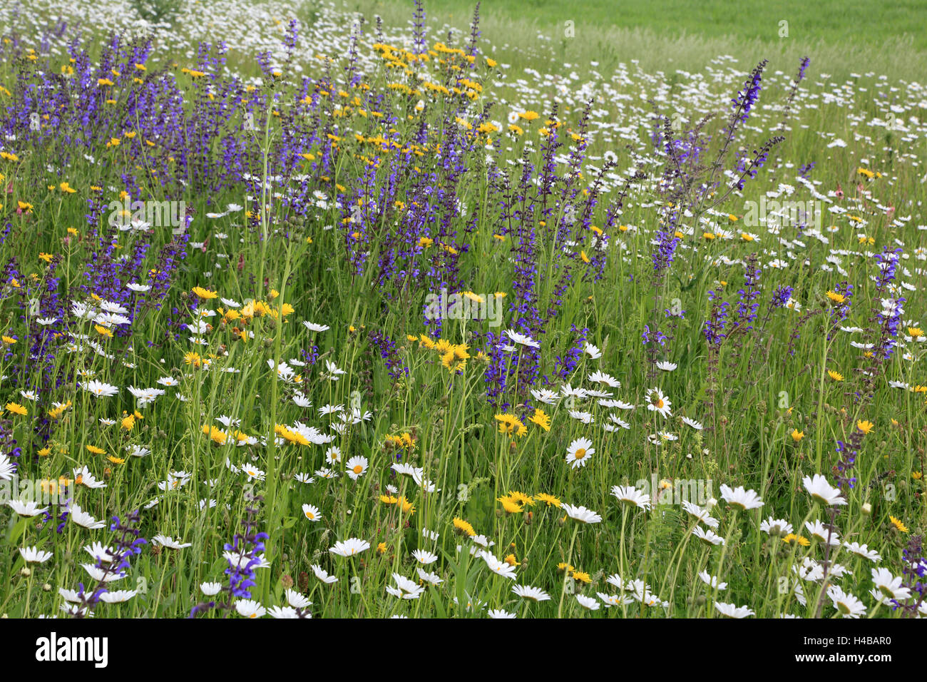Flower meadow in spring Stock Photo - Alamy