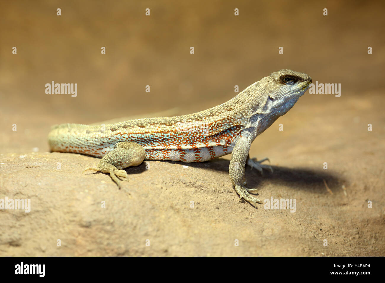 Red sided curly tailed lizard hi-res stock photography and images - Alamy