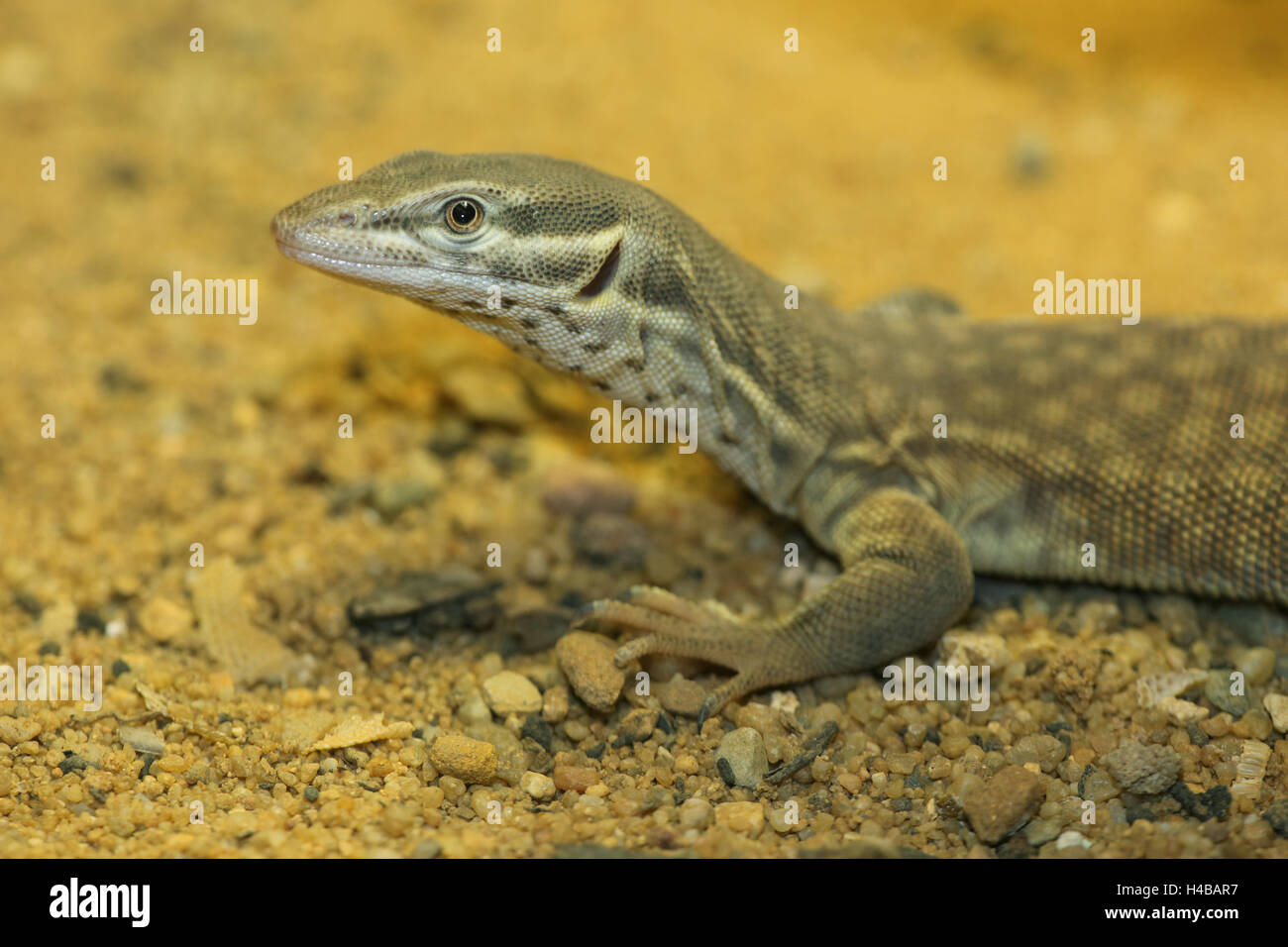 Spiny-tailed monitor, Varanus acanthurus Stock Photo - Alamy