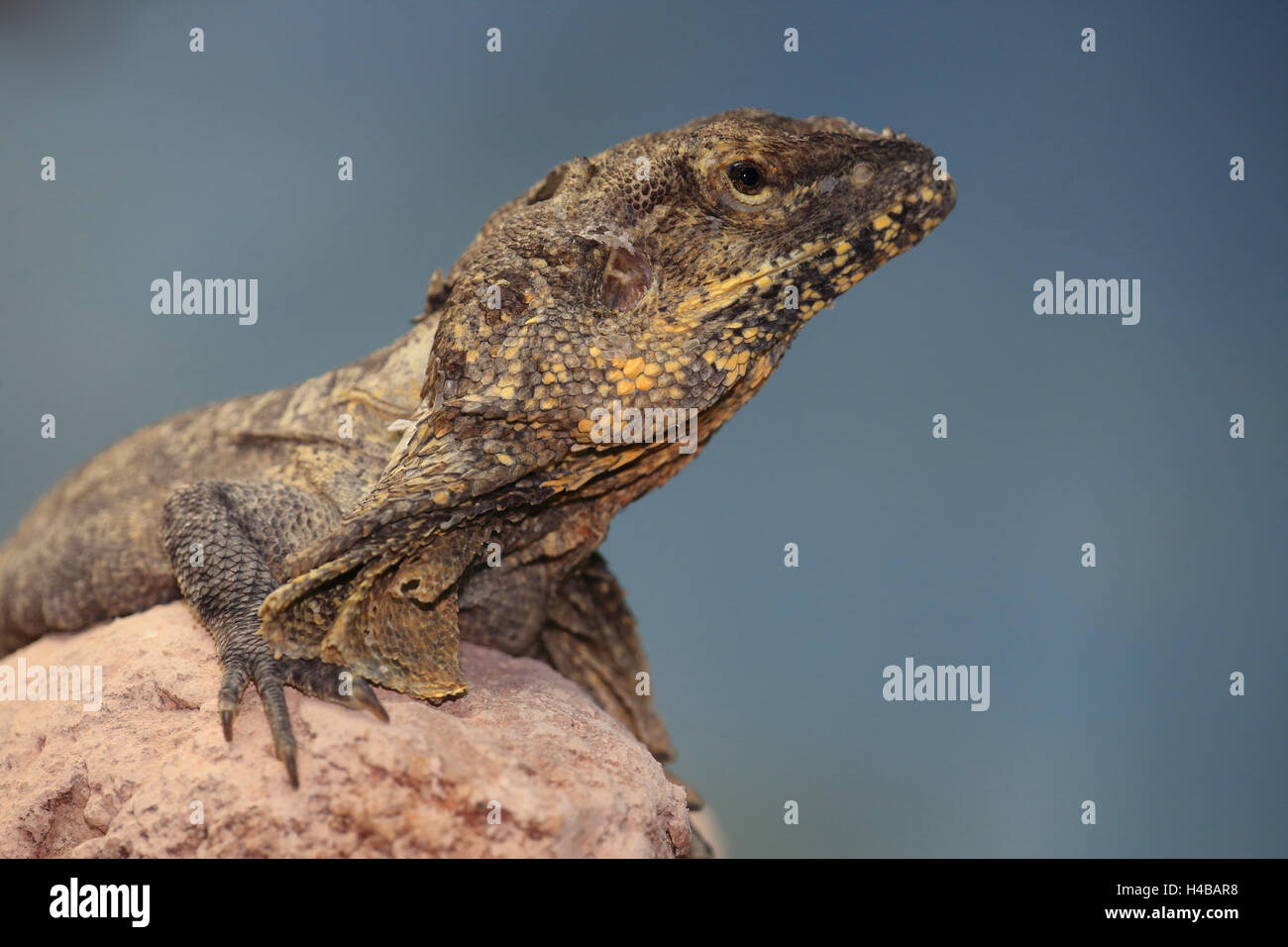 Frilled-neck lizard, Chlamydosaurus kingii Stock Photo - Alamy