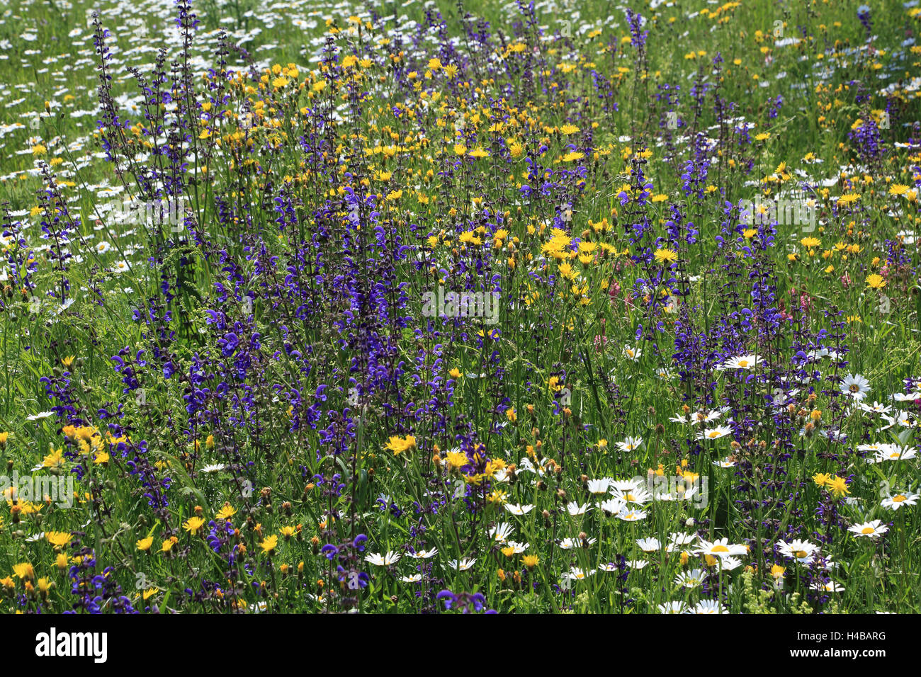 Flower meadow in spring Stock Photo - Alamy