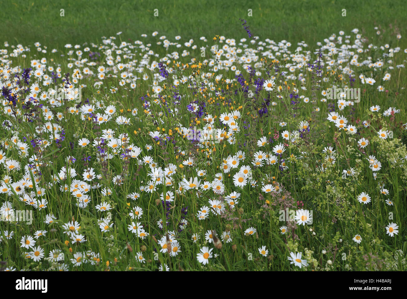 Flower meadow in spring Stock Photo - Alamy