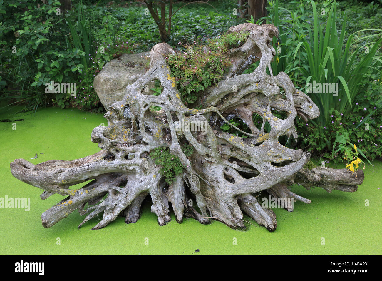 Tree root in the water Stock Photo - Alamy