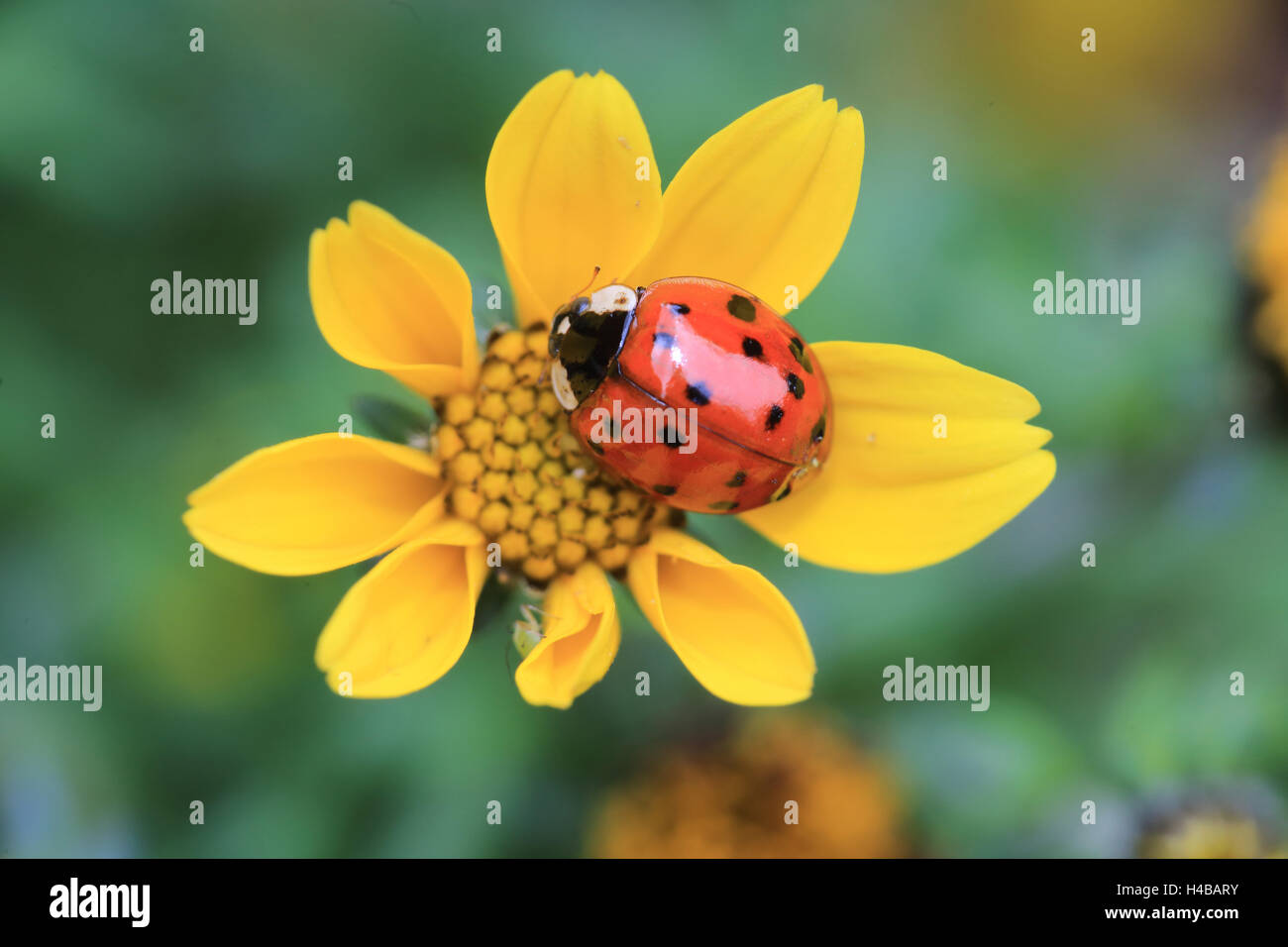 Ladybird hi-res stock photography and images - Alamy