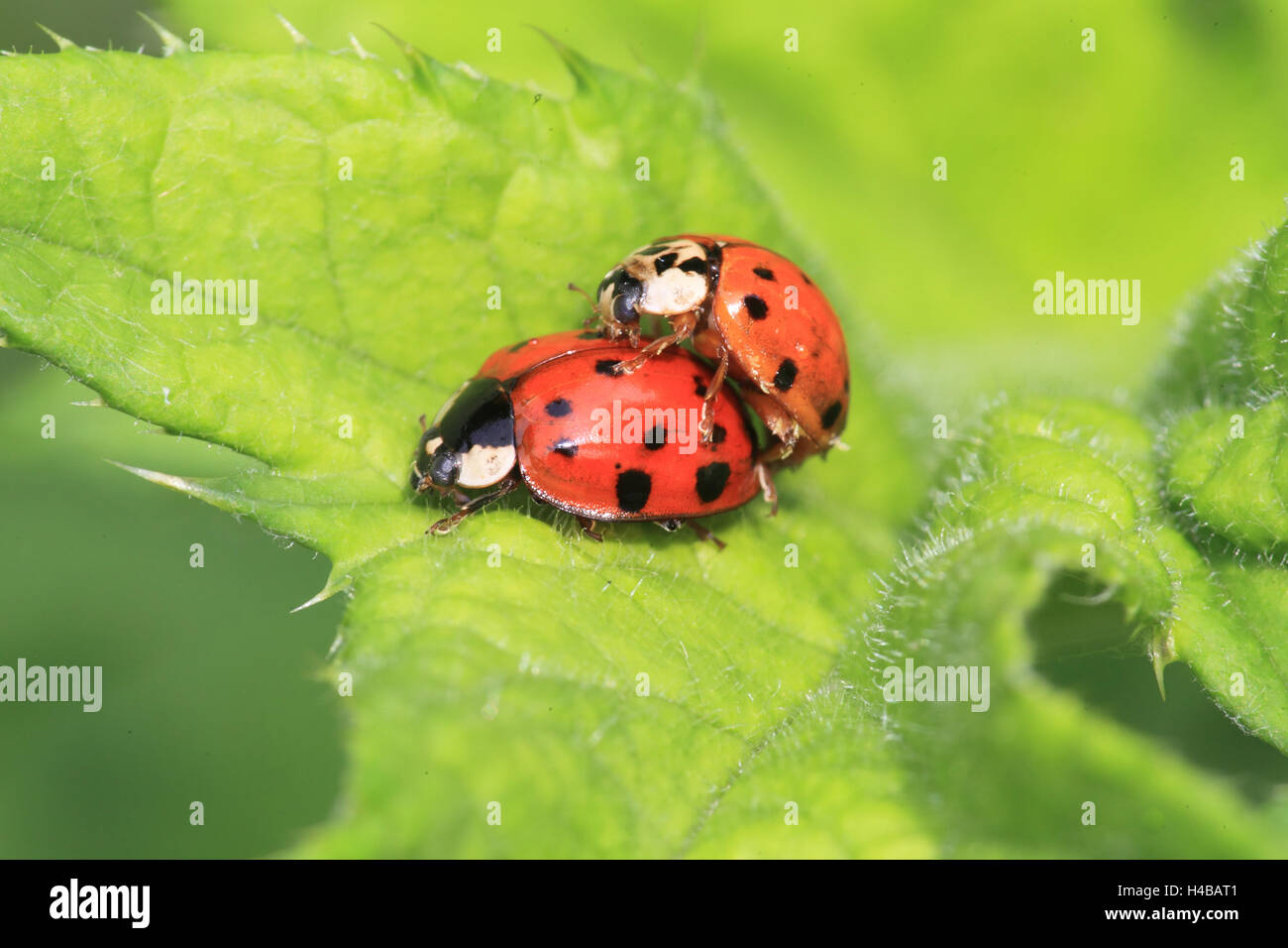 Ladybird reproduction hi-res stock photography and images - Alamy