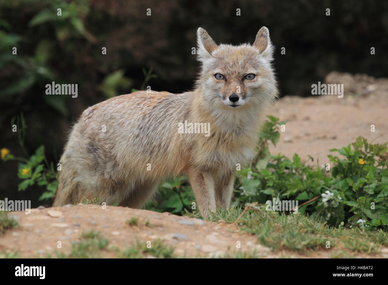 Corsac fox, Vulpes corsac Stock Photo - Alamy