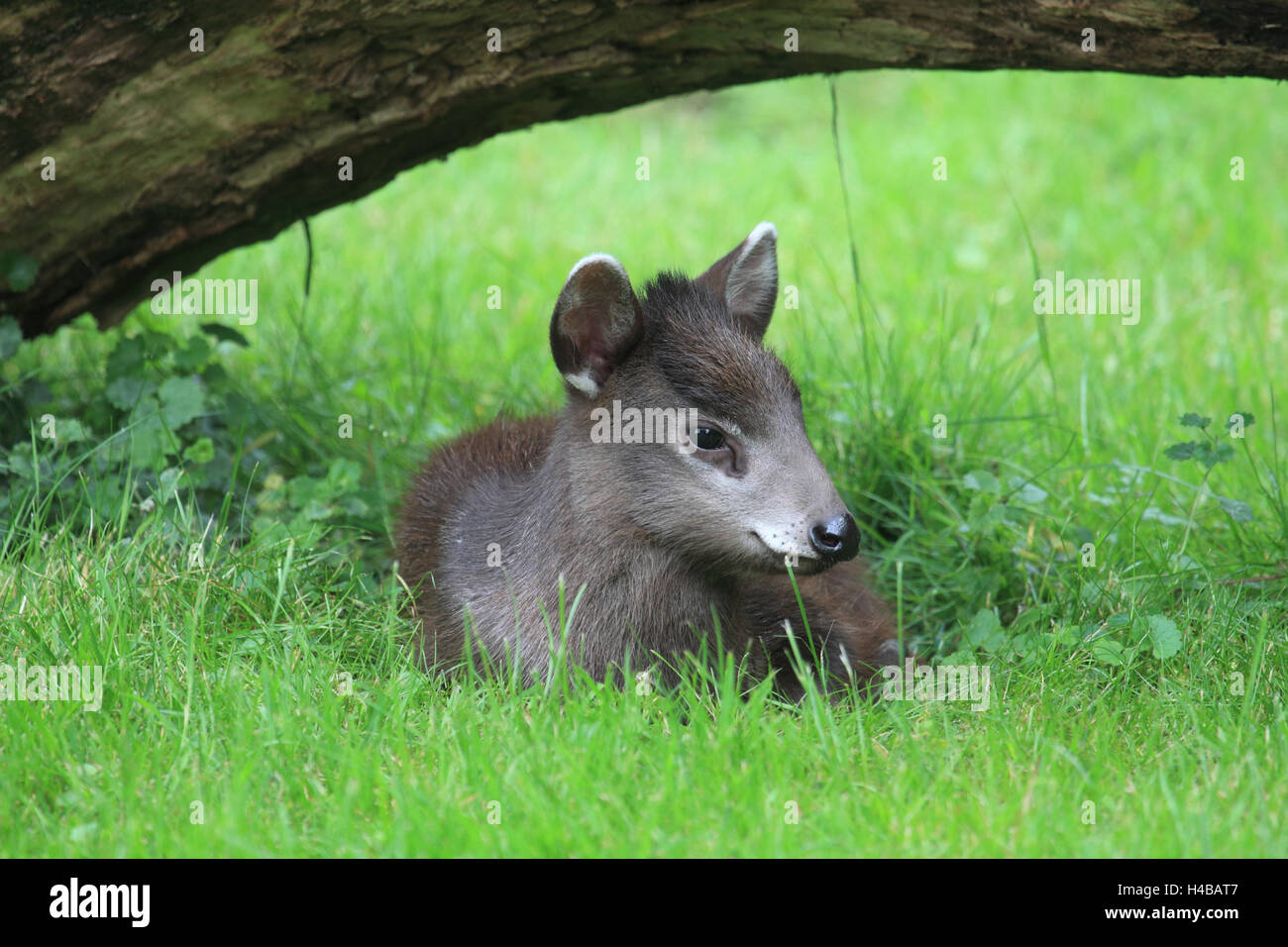 Cephalophus hi-res stock photography and images - Alamy